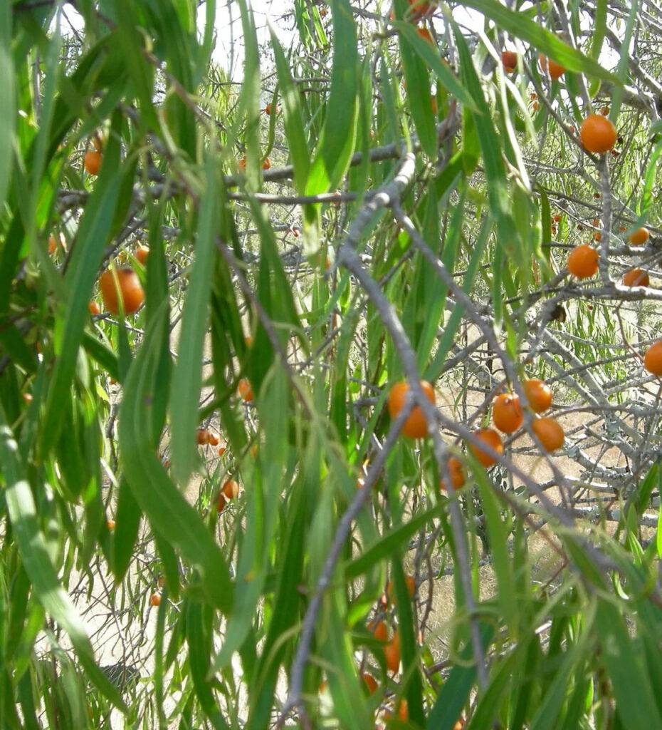 Gumbi Gumbi (Pittosporum Angustifolium) - Nature's Nudge